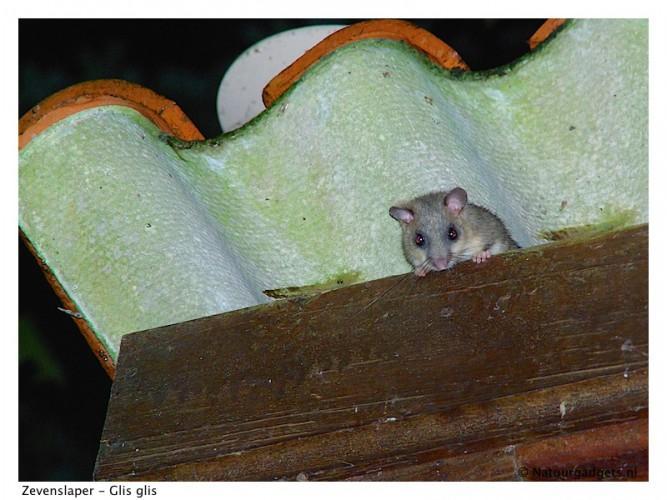 Zevenslaper - Glis glis - Natuurgadgets.nl - Blog