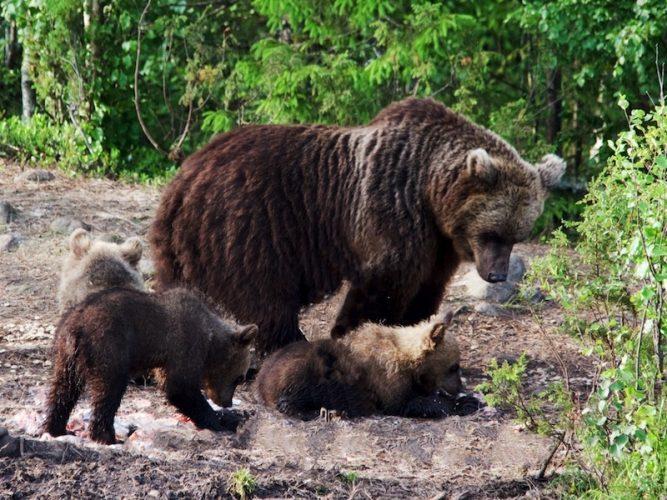 Beren spotten in Finland - Natuurgadgets.nl - Blog